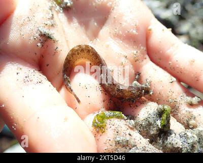 High Cockscomb (Anoplarchus purpurescens) Actinopterygii Stock Photo ...
