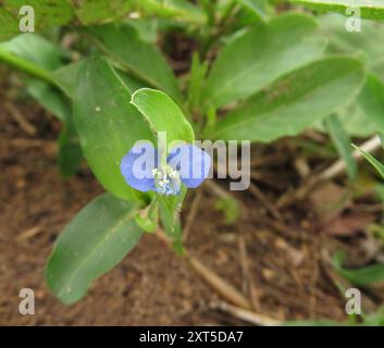 tropical spiderwort (Commelina benghalensis) Plantae Stock Photo - Alamy