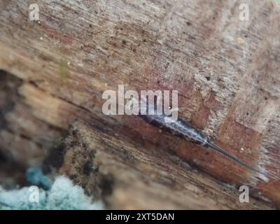 Bristletails (Archaeognatha) Insecta Stock Photo - Alamy