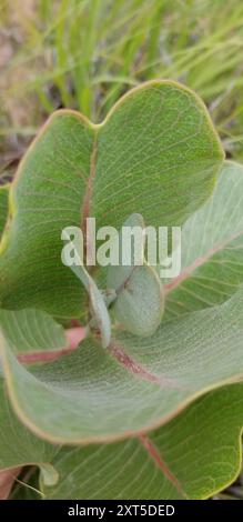 broadleaf milkweed (Asclepias latifolia) Plantae Stock Photo - Alamy