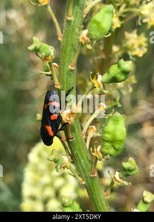 (Cercopis intermedia) Insecta Stock Photo - Alamy