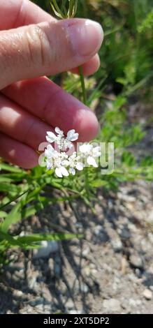 Flat-fruited Orlaya (Orlaya daucoides) Plantae Stock Photo - Alamy