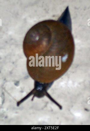 Cuban Brown Snail (Zachrysia provisoria) Mollusca Stock Photo - Alamy