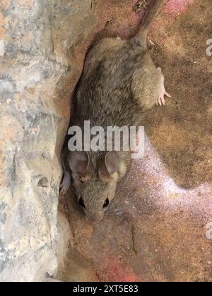 Woodrats (Neotoma) Mammalia Stock Photo - Alamy