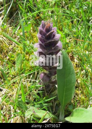 Pyramidal Bugle (Ajuga pyramidalis) Plantae Stock Photo - Alamy