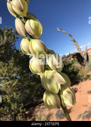 (Yucca angustissima angustissima) Plantae Stock Photo - Alamy