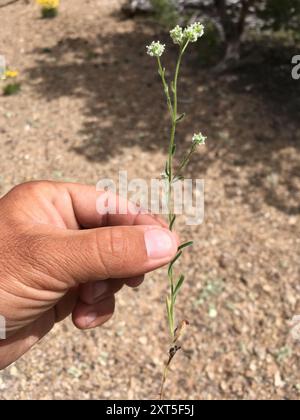slender cryptantha (Cryptantha gracilis) Plantae Stock Photo - Alamy