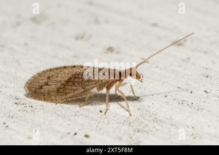 Antique Brown Lacewing (Micromus subanticus) Insecta Stock Photo - Alamy