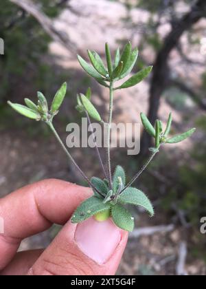 wedgeleaf draba (Tomostima cuneifolia), Plantae, Anza-Borrego Desert ...
