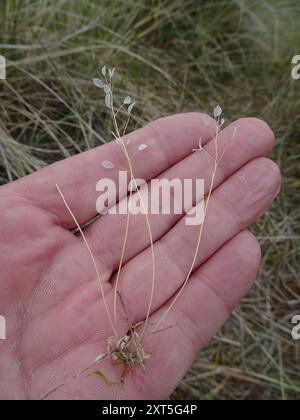 Common Whitlowgrass (Draba verna) Plantae Stock Photo - Alamy