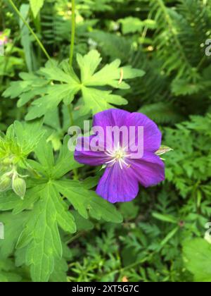 Oregon Crane's-bill (Geranium oreganum) Plantae Stock Photo - Alamy