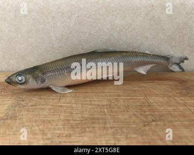 Rainbow Smelt (Osmerus mordax) Actinopterygii Stock Photo - Alamy