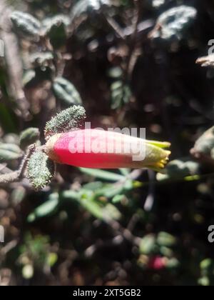 Common Correa (Correa reflexa) Plantae Stock Photo - Alamy