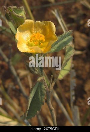 (Sida ovata) Plantae Stock Photo - Alamy