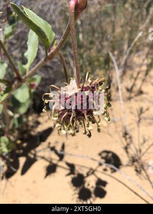 Snowball Sand Verbena (Abronia fragrans) Plantae Stock Photo - Alamy