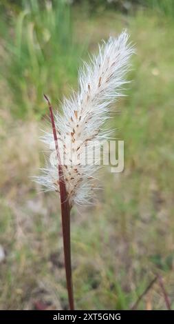 Cogon Grass (Imperata cylindrica) Plantae Stock Photo - Alamy