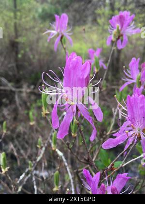 Rhodora (Rhododendron canadense) Plantae Stock Photo - Alamy