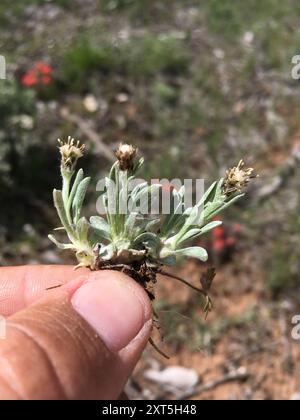 Low Pussytoes (Antennaria dimorpha Stock Photo - Alamy