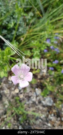 Rough Marsh-mallow (Malva setigera) Plantae Stock Photo - Alamy