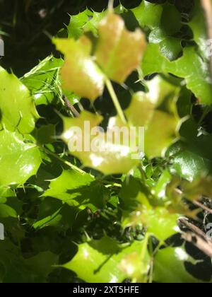 California barberry (Berberis pinnata), Plantae, Golden Gate National ...