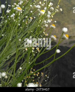 Winged Everlasting Daisy (Ammobium alatum) Plantae Stock Photo - Alamy