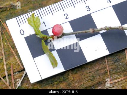 Kidney Gall (Trigonaspis megaptera), Insecta, North Yorkshire, England ...