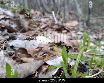 long-stalked sedge (Carex pedunculata) Plantae Stock Photo - Alamy