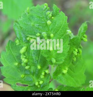 Elm Finger Gall Mite (Aceria parulmi) Arachnida Stock Photo - Alamy