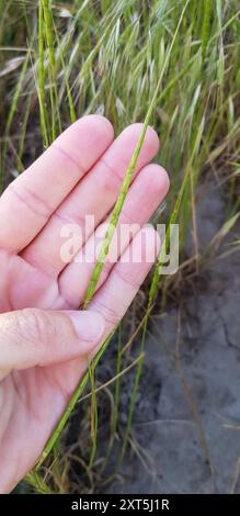 jointed goat grass (Aegilops cylindrica) Plantae Stock Photo - Alamy