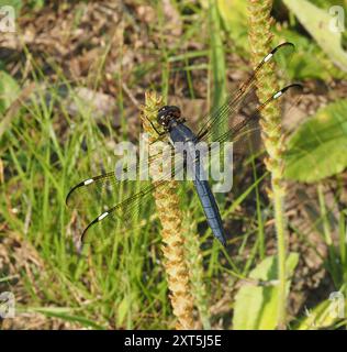Spangled Skimmer (Libellula cyanea) Insecta Stock Photo - Alamy