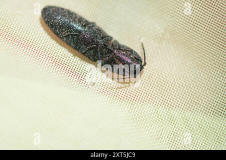 (Lacon punctatus) Insecta Stock Photo - Alamy