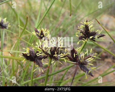 Red Sedge (Cyperus rupestris) Plantae Stock Photo - Alamy