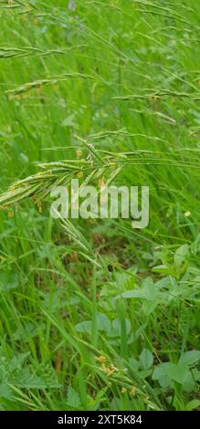 Tor-grass (Brachypodium pinnatum) Plantae Stock Photo - Alamy