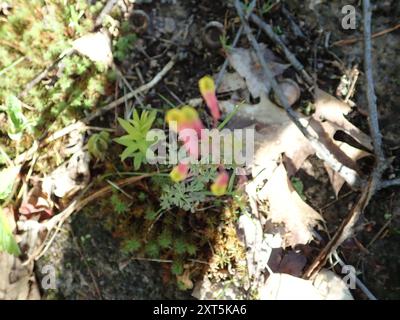 rock harlequin (Capnoides sempervirens) Plantae Stock Photo - Alamy