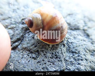 Sitka Periwinkle (Littorina sitkana) Mollusca Stock Photo - Alamy