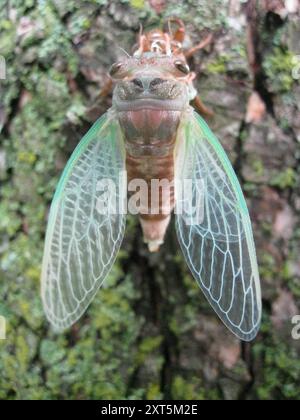 Northern Dog-day Cicada (Neotibicen canicularis) Insecta Stock Photo ...
