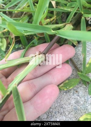Saint Augustine grass (Stenotaphrum secundatum) Plantae Stock Photo - Alamy