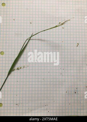 Sharpscale sedge (Carex oxylepis) Plantae Stock Photo - Alamy