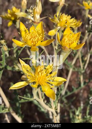 Many-flowered Mentzelia (Mentzelia longiloba Stock Photo - Alamy