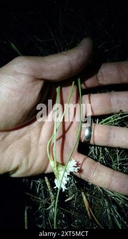 Textile onion (Allium textile) Plantae Stock Photo - Alamy