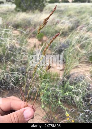 Sixweeks Fescue (Vulpia octoflora) Plantae Stock Photo - Alamy