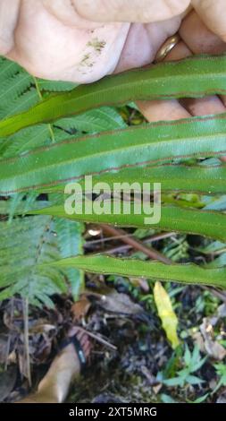 king fern (Angiopteris evecta) Plantae Stock Photo - Alamy