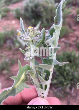 Modoc Hawksbeard (Crepis modocensis) Plantae Stock Photo - Alamy