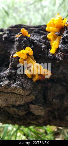 golden ear (Naematelia aurantia), Fungi, Prentice Cooper State Forest ...