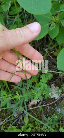 (Polygala major) Plantae Stock Photo - Alamy