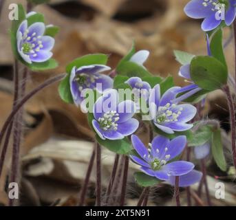 hepaticas (Hepatica) Plantae Stock Photo - Alamy