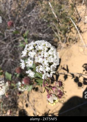 Snowball Sand Verbena (Abronia fragrans) Plantae Stock Photo - Alamy