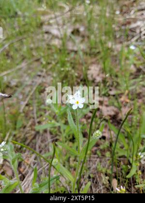 Clearwater cryptantha (Cryptantha intermedia) Plantae Stock Photo - Alamy