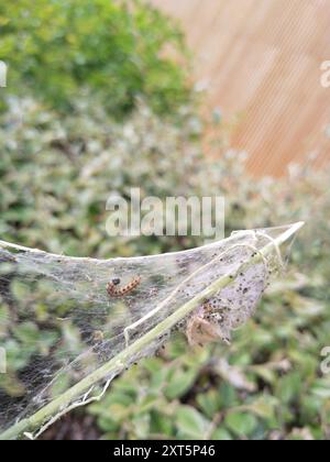 Small Ermine Moths (Yponomeuta) Insecta Stock Photo - Alamy