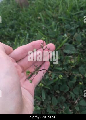 Wineflower (Boerhavia diffusa Stock Photo - Alamy